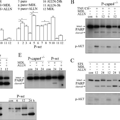 Flow Cytometry Analysis Of Cell Death In Response To Puromycin Sts