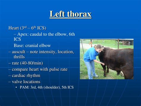 Ppt The Physical Examination Cattle Ii Powerpoint Presentation