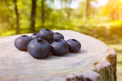 블루베리 숲 배경에 신선한 블루베리가 있다 나무 배경에 신선한 블루베리가 있다 3d 렌더링 3차원 형태에 대한 스톡 사진 및 기타 이미지 Istock