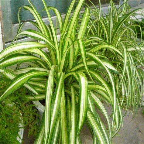 金边吊兰怎么水培 水养金边吊兰的养殖方法和注意事项 栽培防治 绿植迷