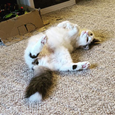 When You Already Got Your Winter Fluff In But Mother Nature Decided The