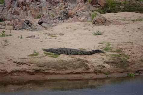 Premium Photo Lilac Breasted Roller