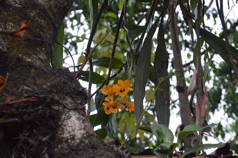 Dendrobium Fimbriatum Eflora Of India