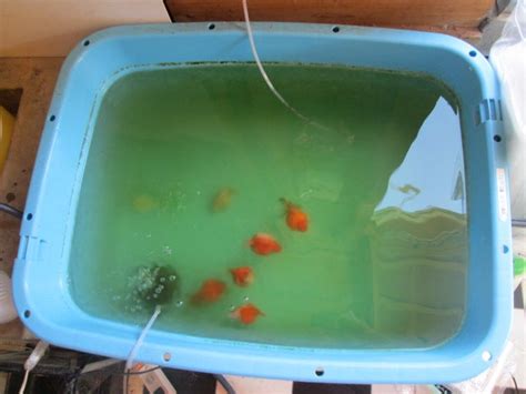 ピンポン引っ越し 金魚小屋 希