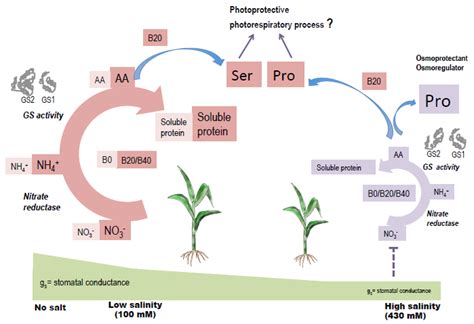 Nitrogen Assimilation In The Highly Salt And Boron Tolerant Ecotype