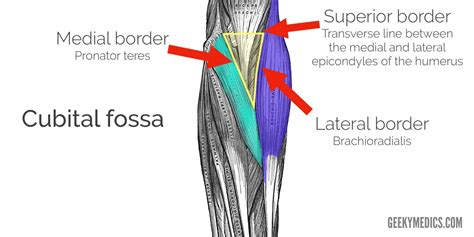 Cubital Fossa Borders Contents Veins Geeky Medics