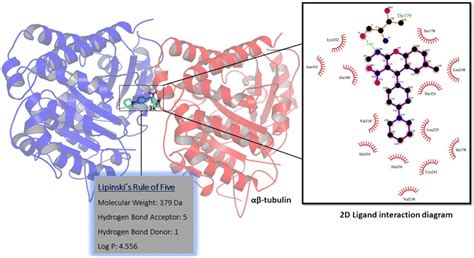 Binding Conformation Of 3k In The Colchicine Binding Site In Download Scientific Diagram