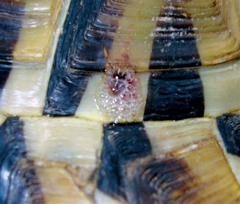 Managing Tortoise Shell Injuries