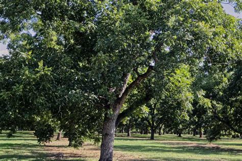 How To Know If A Pecan Tree Is Dead At Valerie Ley Blog