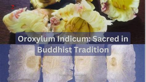 Oroxylum Indicum The Sacred Trumpet Flower Of Tradition And Healing