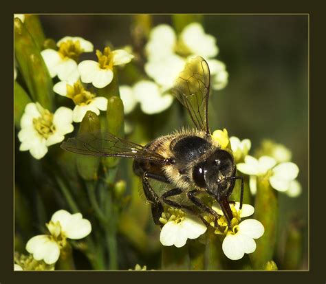 The Bee Photograph By Ronel Broderick Pixels