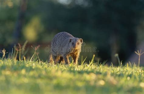 Banded Mongoose Stock Image Image Of Khwai Botswana 285580685