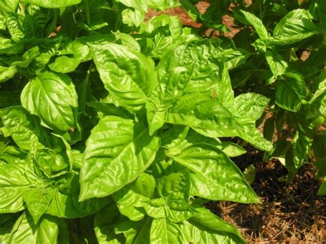 Basil Home And Garden Information Center
