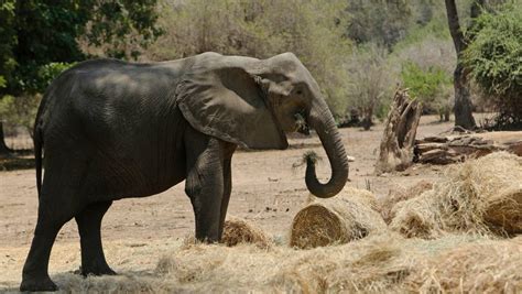 Giornata Mondiale Dell Elefante Solo 8mila Esemplari Nel Sud Est Asiatico