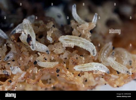 Fruit Flies Drosophila Melanogaster Larvae On A Rotten Banana Stock