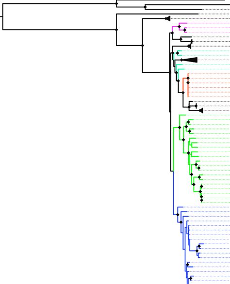 Maximum Likelihood Phylogenetic Tree Of 62 Conserved Genes From 87