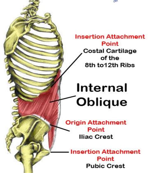 Figure 2 From Role Of Low Lying Pubic Tubercle In The Development Of