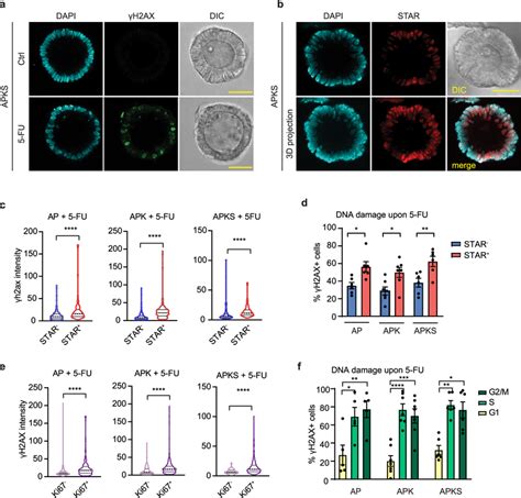 5 Fu Induces Dna Damage In A Proliferating Subpopulation Of Tumor