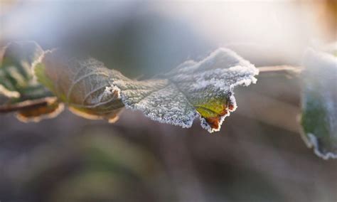 Bouwtekening Nestkast Koolmees De Natuur Van Hier
