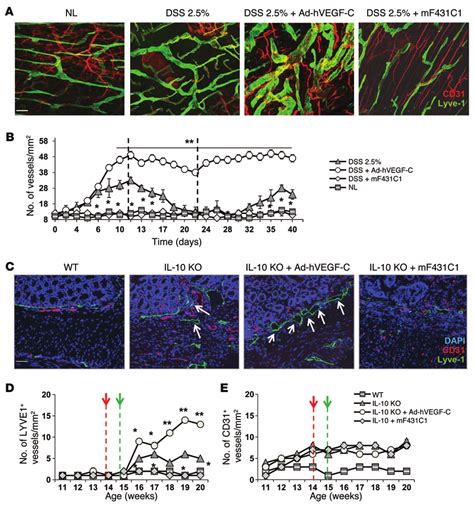 systemic delivery of ad hvegf c increases lv density in colitic mice