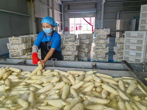 博州味道 甜糯玉米领鲜一步 加工 生产 公司