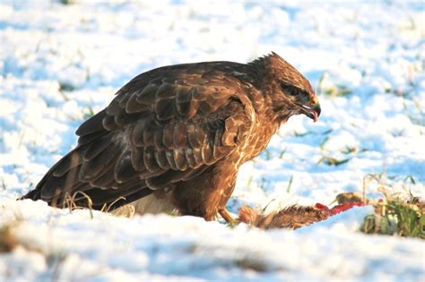 Free Picture Hawk Animal Avian Beak Bird Carnivore Snow Winter