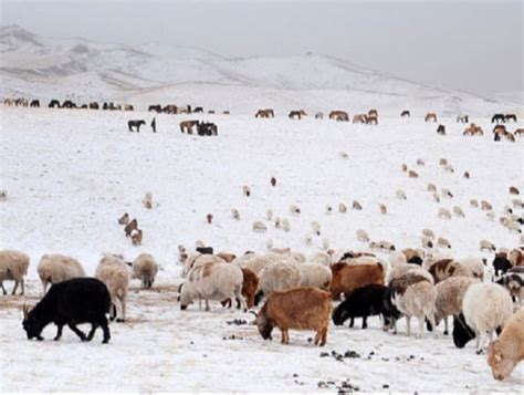 Улсын хэмжээнд нэгдүгээр сард улсын хэмжээнд 16 8 мянган толгой мал хорогджээ