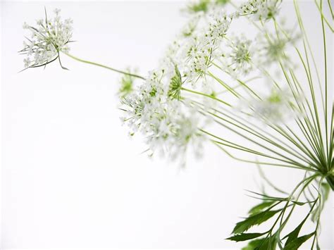 ภาพดอกไม้สวยๆ Hd 3d Wallpapers Backgrounds Flower ภาพพื้นหลัง พักหน้า