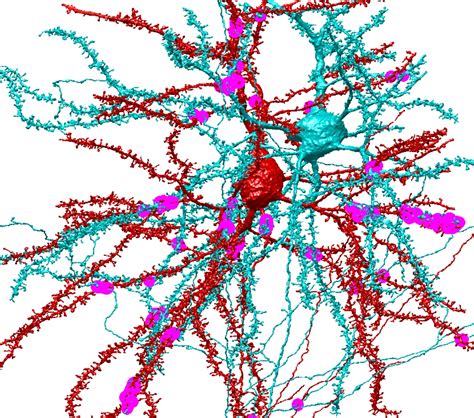 Brain Stimulation At The Microscopic Scale Multiscale Models And