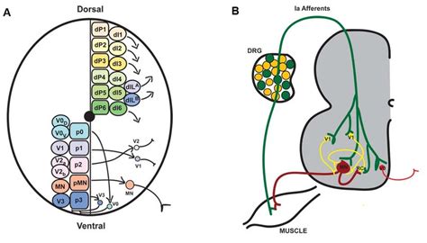 Development Migration And Projection Pattern Of Different Spinal Download Scientific Diagram