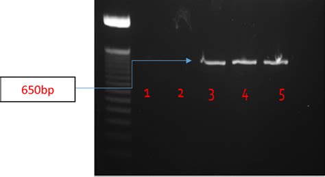 Pun1 Marker Amplified Products Of Selected Chilli Genotypes Download