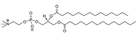 Structural Formula Of The Phospholipid Download Scientific Diagram