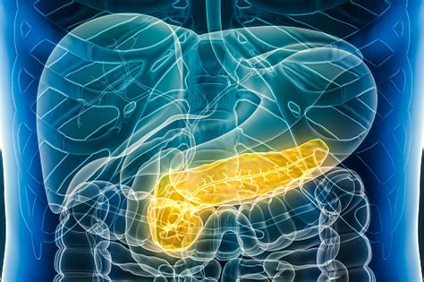 췌장 덕트가있는 췌장 인간의 소화 시스템의 기관 3d 렌더링 그림 해부학 의료 생물학 과학 의료 개념 췌장관에 대한 스톡 사진 및 기타 이미지 Istock