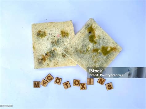 밀 밀가루 및 빵의 곰팡이 독소 오염 곰팡이가 많은 빵을 절대 먹으면 안되는 이유 0명에 대한 스톡 사진 및 기타 이미지 0