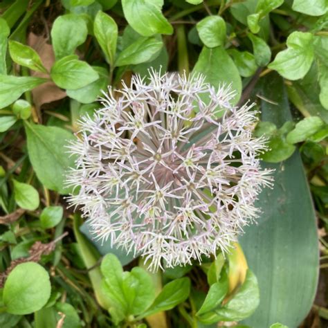 Understanding Intrusive Thoughts By Hannah Castillo 3m 51s Aura