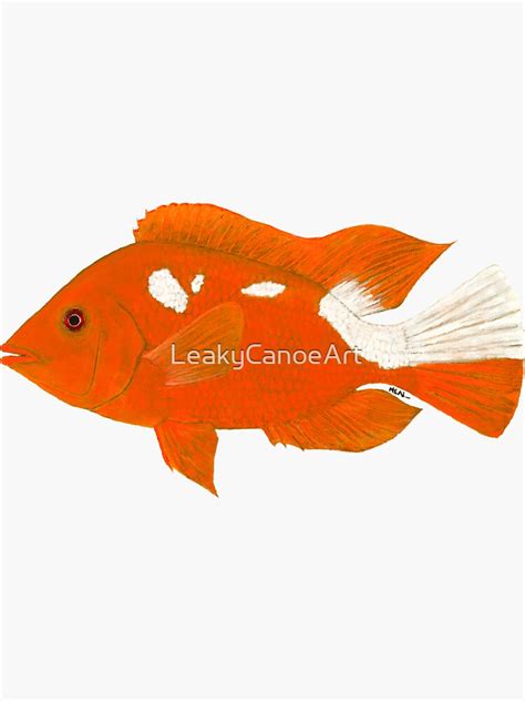 Red Devil Cichlid Amphilophus Labiatus Sticker By Leakycanoeart
