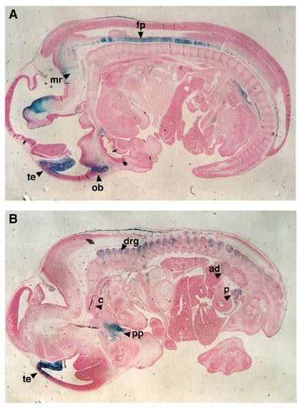 Dp71 Promoter Activity In 135 Dpc Homozygote Embryo Sagittal