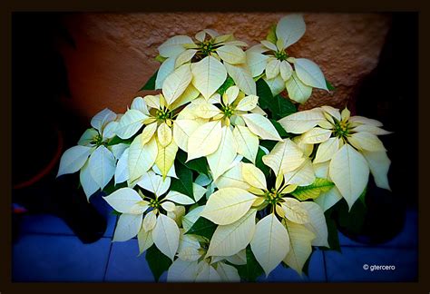 Flor de Noche Buena Blanca P1090177 SABÍAS QUE La flor Flickr