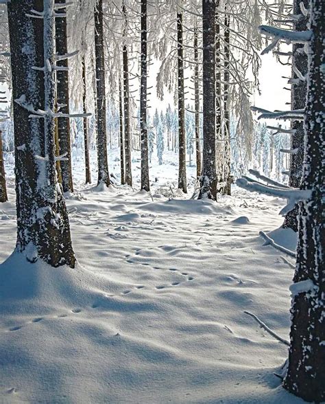Карпати Василій Паламарчук