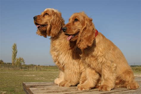 Cocker Spaniel Anglais Doctissimo