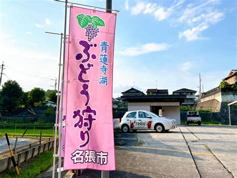 夏の思い出にぶどう狩りはいかが青蓮寺湖ぶどう組合 堀江理紗子の三重リポート