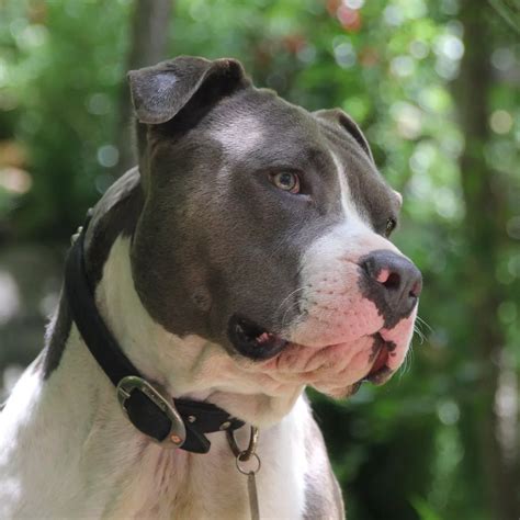 Are Pitbulls Banned In Japan