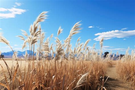 Premium Ai Image Stretch Of Tall Grass In A Wide Meadow