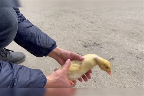 人工孵化的柯尔鸭有多亲人？它已经忘记自己还是只鸭子