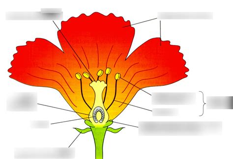Diagram Of Igcse Topic 5 Parts Of A Flower Quizlet