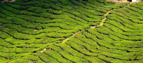 Cameron Highlands Guide Malaysia Der Familien Reiseblog