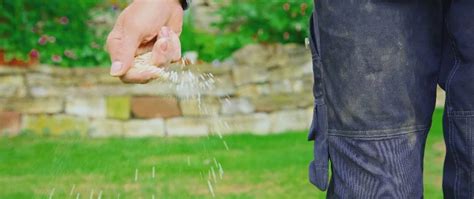 Is Your Lawn Infested With Grubs Schedule A Curative Treatment Asap
