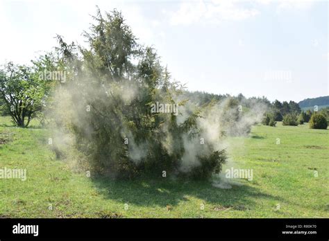 Common Juniper Juniperus Communis Trees Shedding Pollen Germany