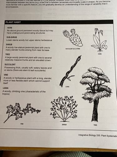 Vegetative Morphology Flashcards Quizlet