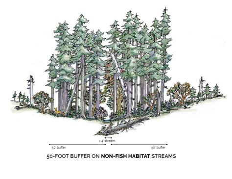 Buffer Zones Np Streams Washington Forest Protection Association